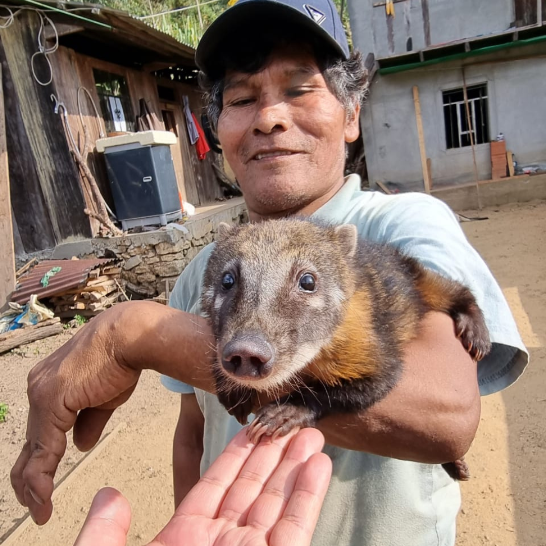 Popó de Misha, Exotic Coffee en grano 250 gr - Café Peruano de ...